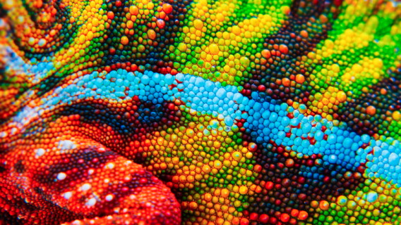 Consummate chameleon Amylyx nears regulatory run in obesity surgery ...